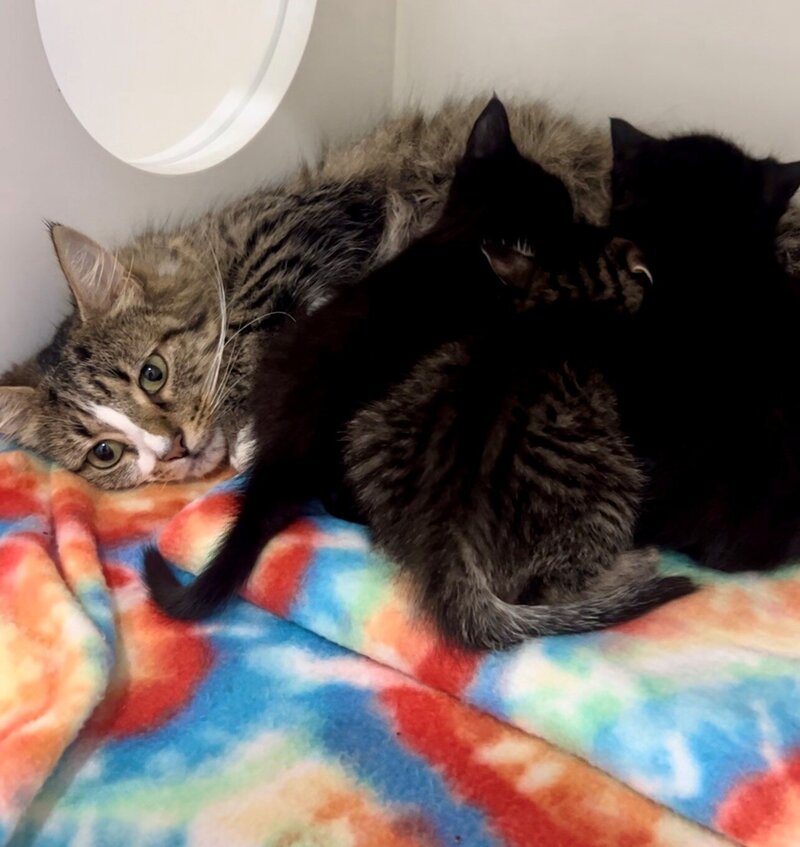 Fabled Farm Rescue & Sanctuary Adopt