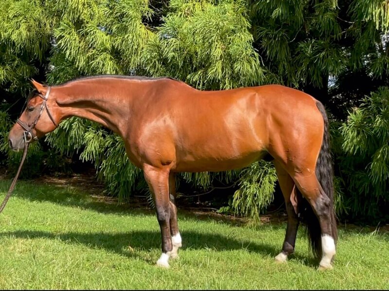 CK Sporthorses Sale Horses