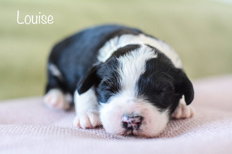 Mini Sheepadoodle Puppies