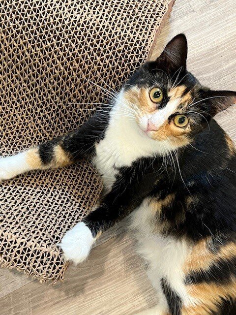 Fabled Farm Rescue & Sanctuary Adopt