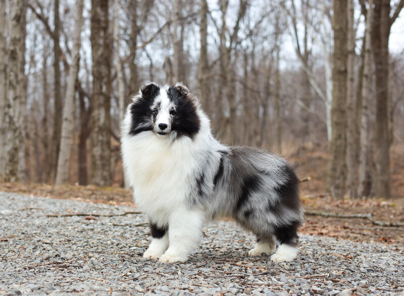 Belmark Shetland Sheepdogs in Ohio