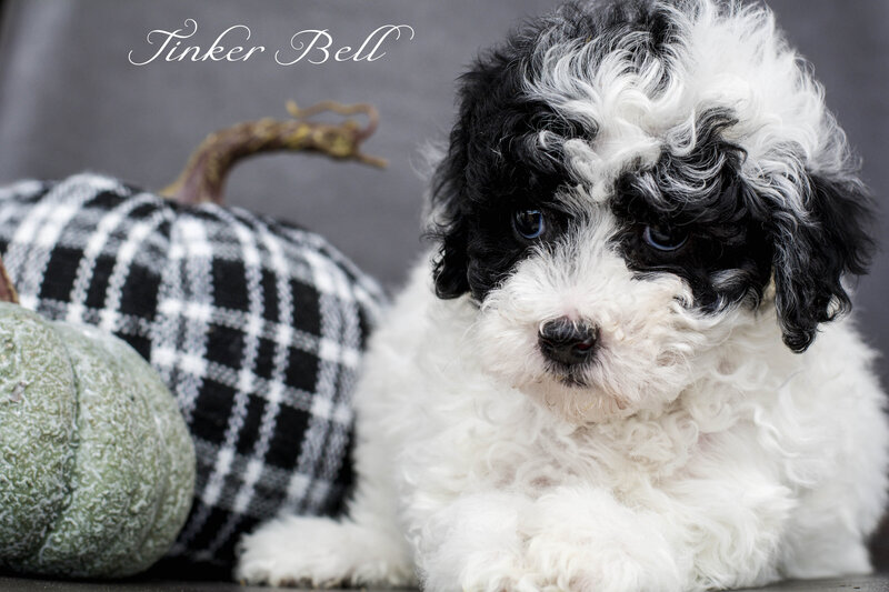 Mini Sheepadoodle Puppies