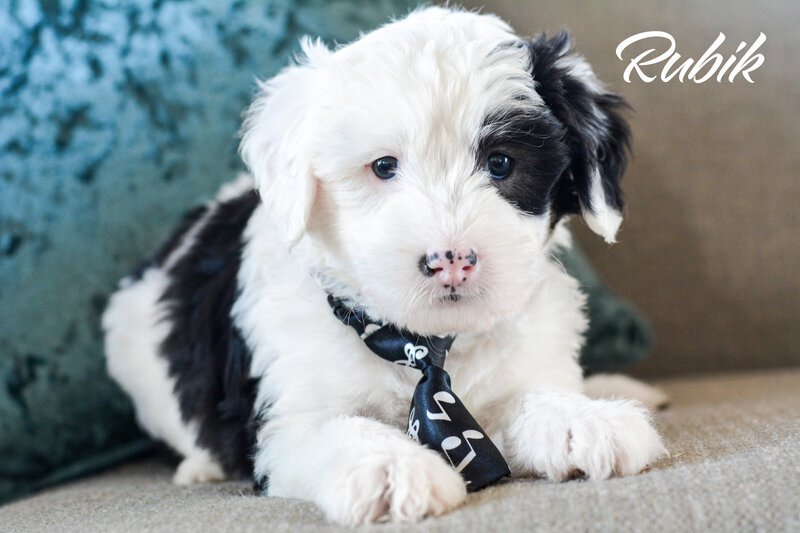 Mini Sheepadoodle Puppies