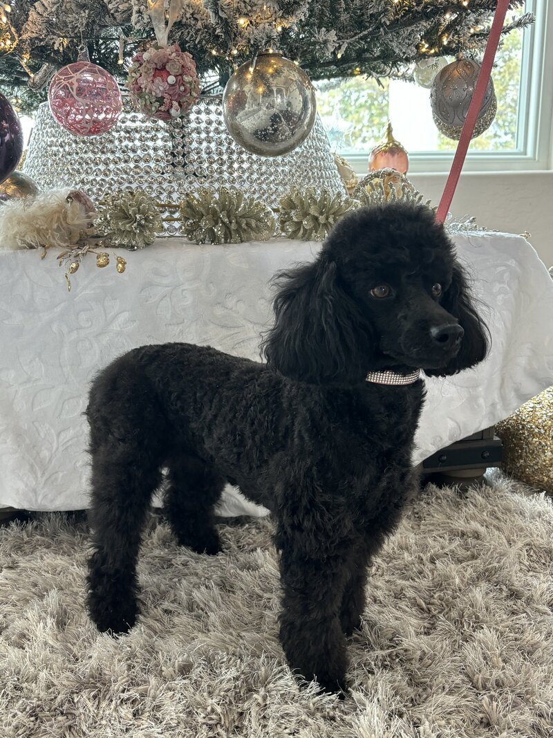 Silver Rose Poodles & Doodles Puppies