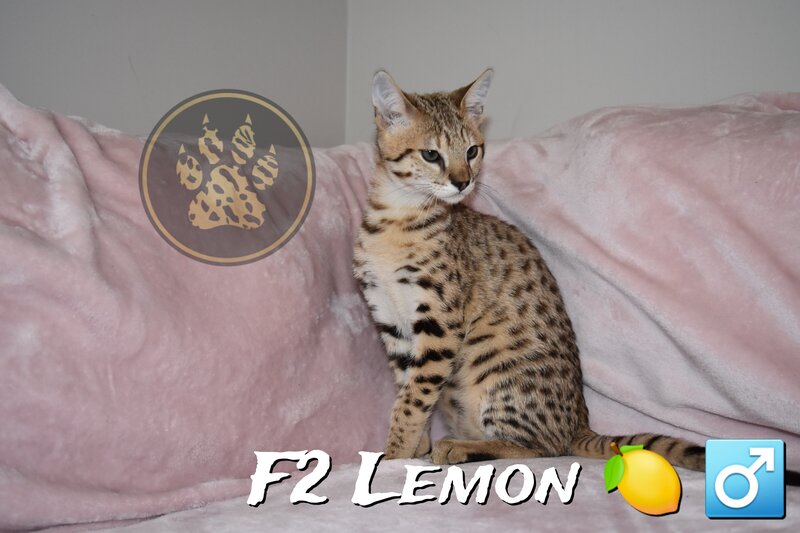 Savannah cats for sale. Ontario Available Kittens.