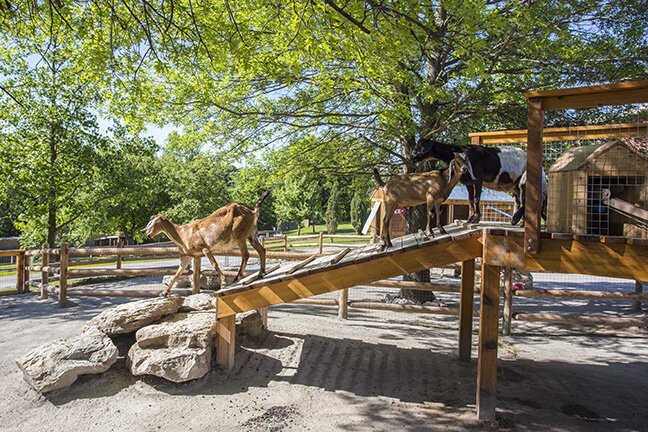 Kansas City Zoo Goat and Donkey Exhibit | MegaKC — Kansas City Zoo