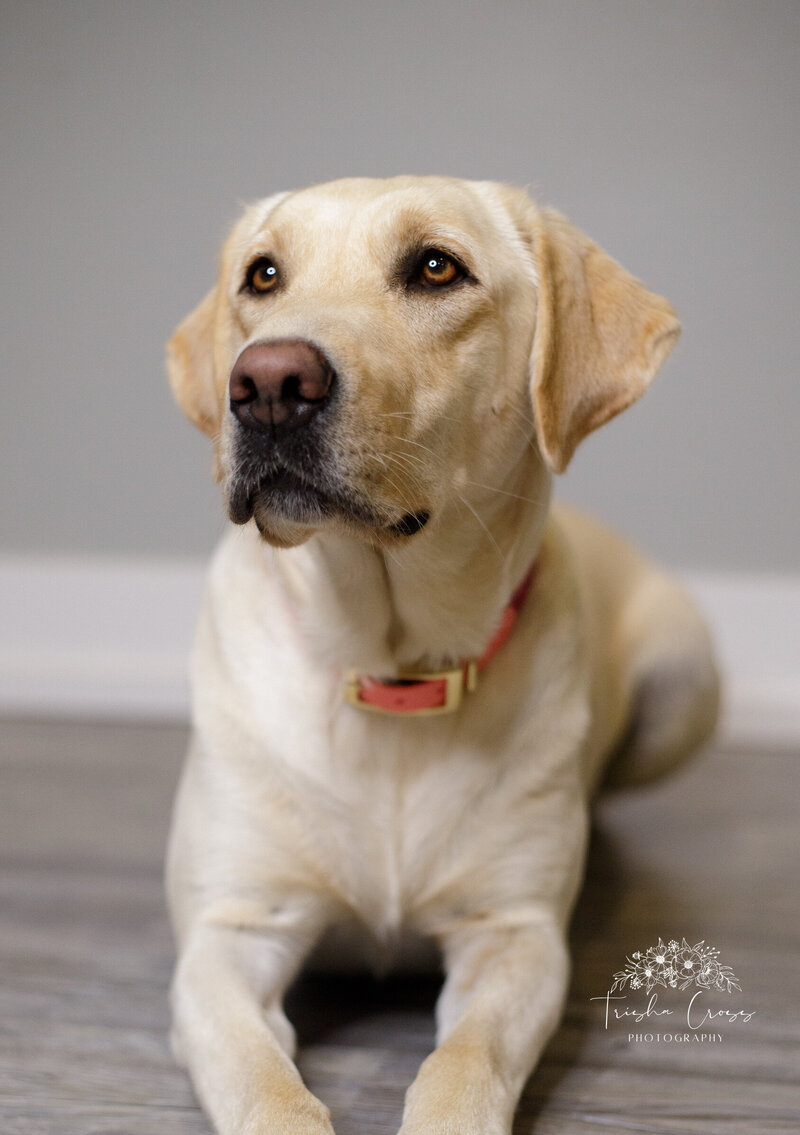 Our Story | Tennessee Labrador Retriever Breeders
