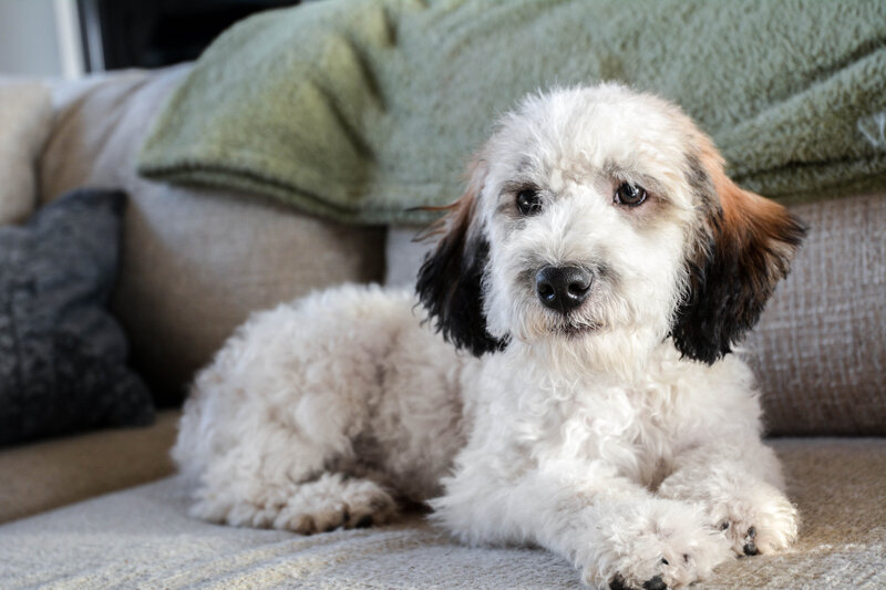 Breeding the best mini and micro Sheepadoodle puppies