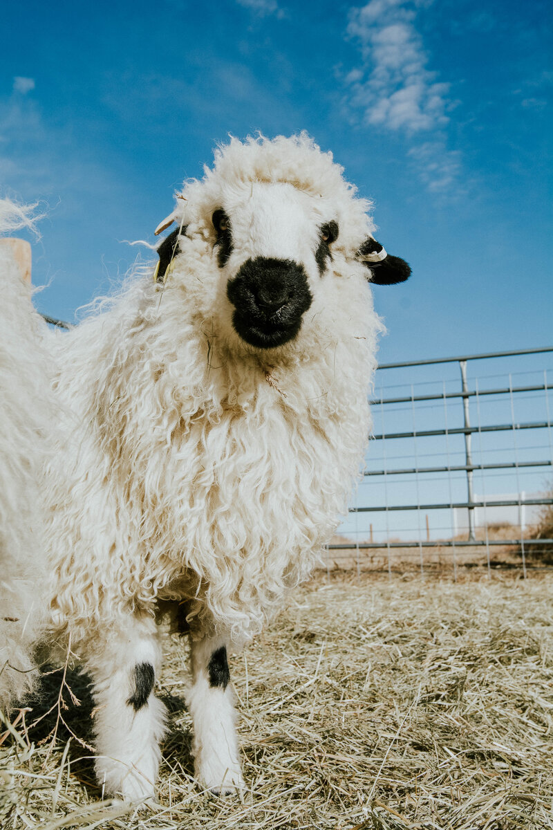 Breeding the best Gypsy Cob horses & Valais Blacknose Sheep