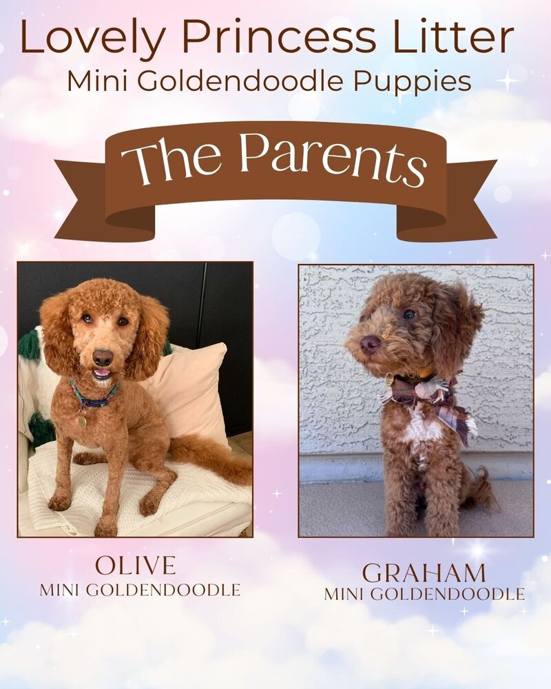 About The Doods