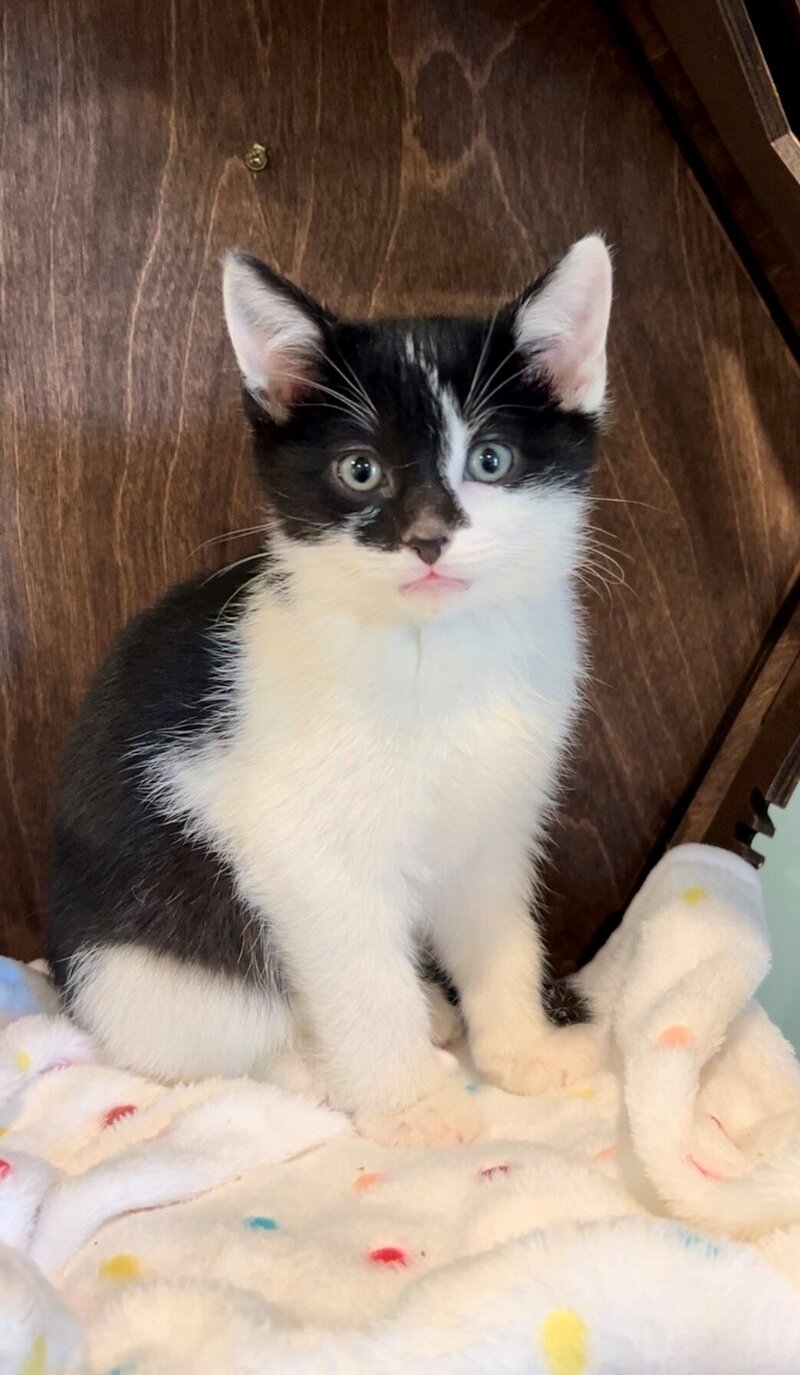 Fabled Farm Rescue & Sanctuary Adopt