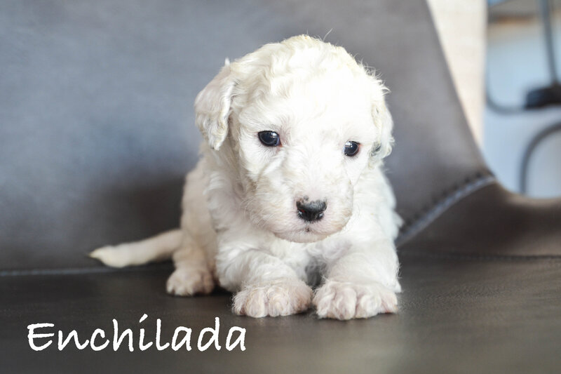 Available Mini and micro Sheepadoodle Puppies