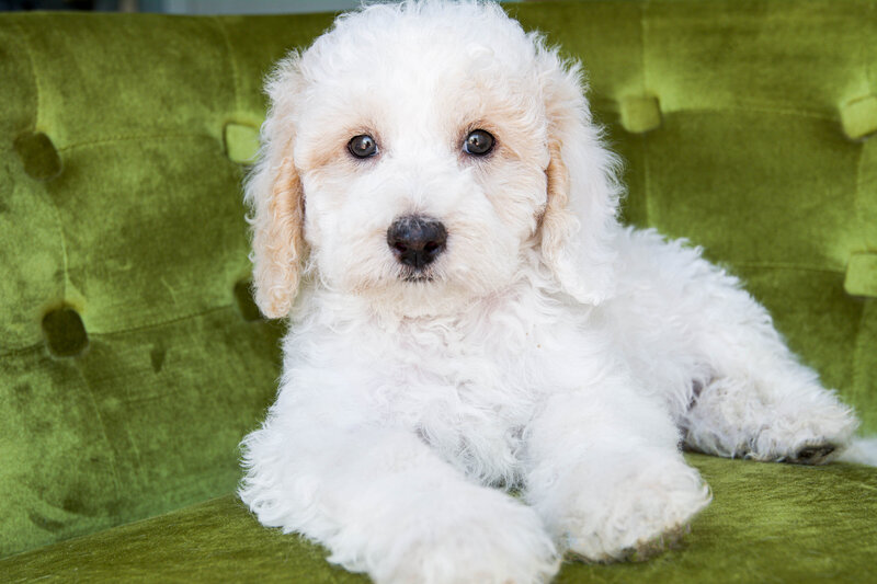 Available Mini and micro Sheepadoodle Puppies