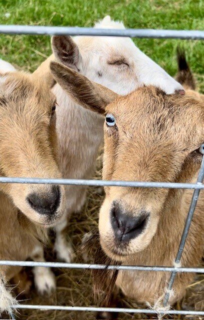 Fabled Farm Rescue & Sanctuary Adopt