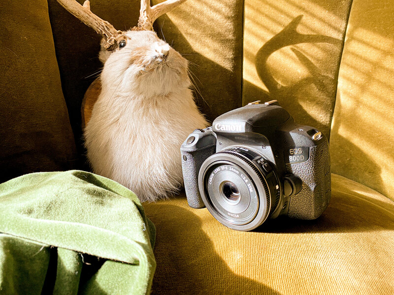 Tamed Jackalope Studio | Web Design And Graphic Design