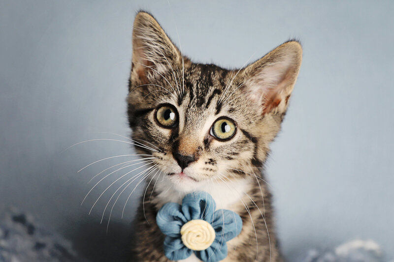 Fabled Farm Rescue & Sanctuary Adopt