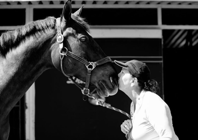 Home [dmpequineinsurance.com]