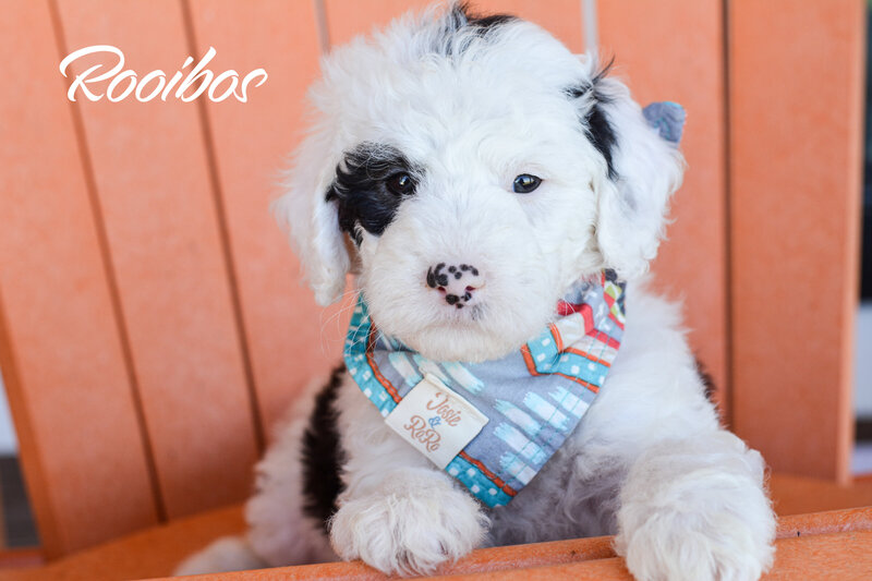 Mini Sheepadoodle Puppies