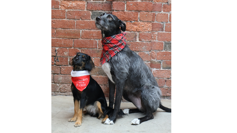 Pup Shack 2025