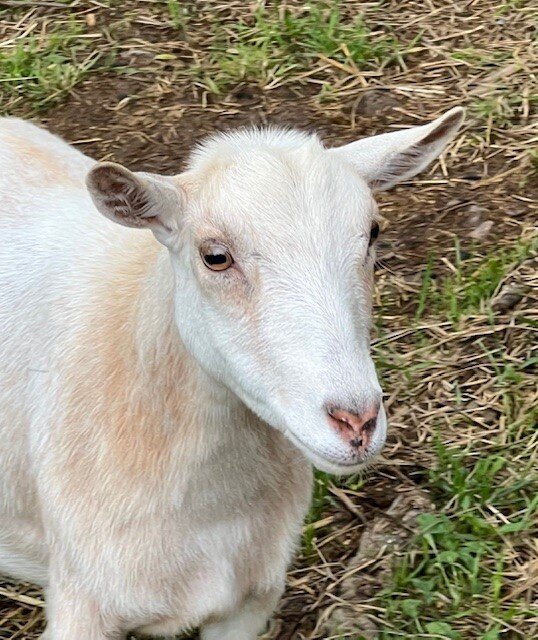 Fabled Farm Rescue & Sanctuary Adopt