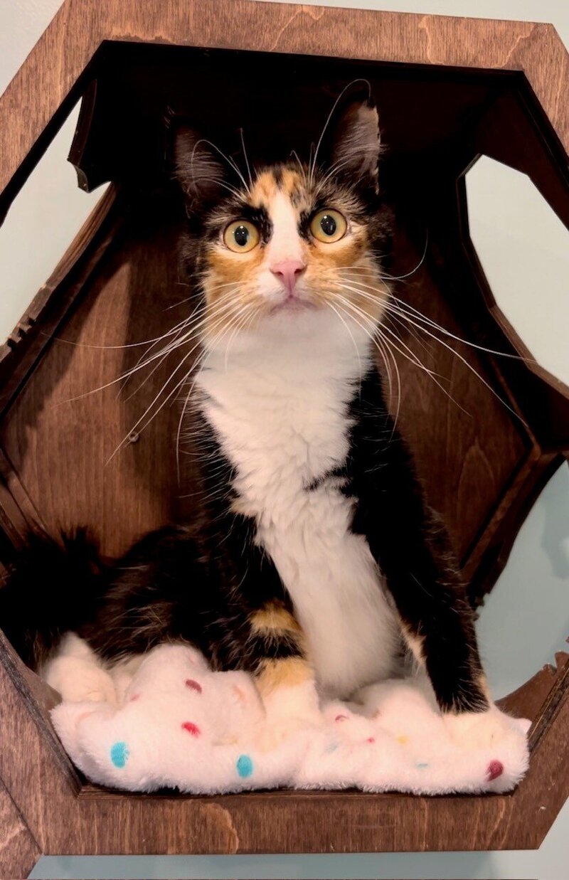 Fabled Farm Rescue & Sanctuary Adopt