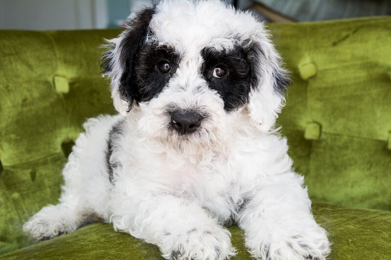 Available Mini and micro Sheepadoodle Puppies