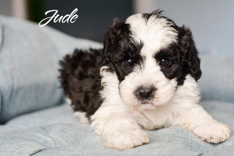 Mini Sheepadoodle Puppies