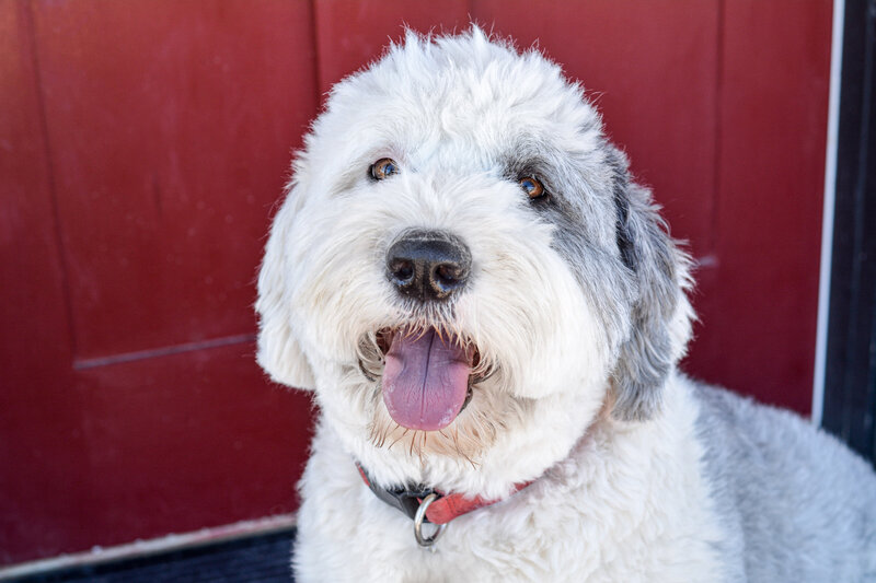 Our Sheepadoodle parents