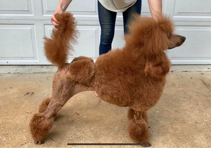 Are Standard Poodles Gentle
