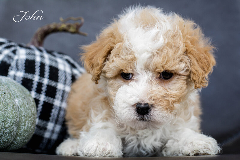 Mini Sheepadoodle Puppies