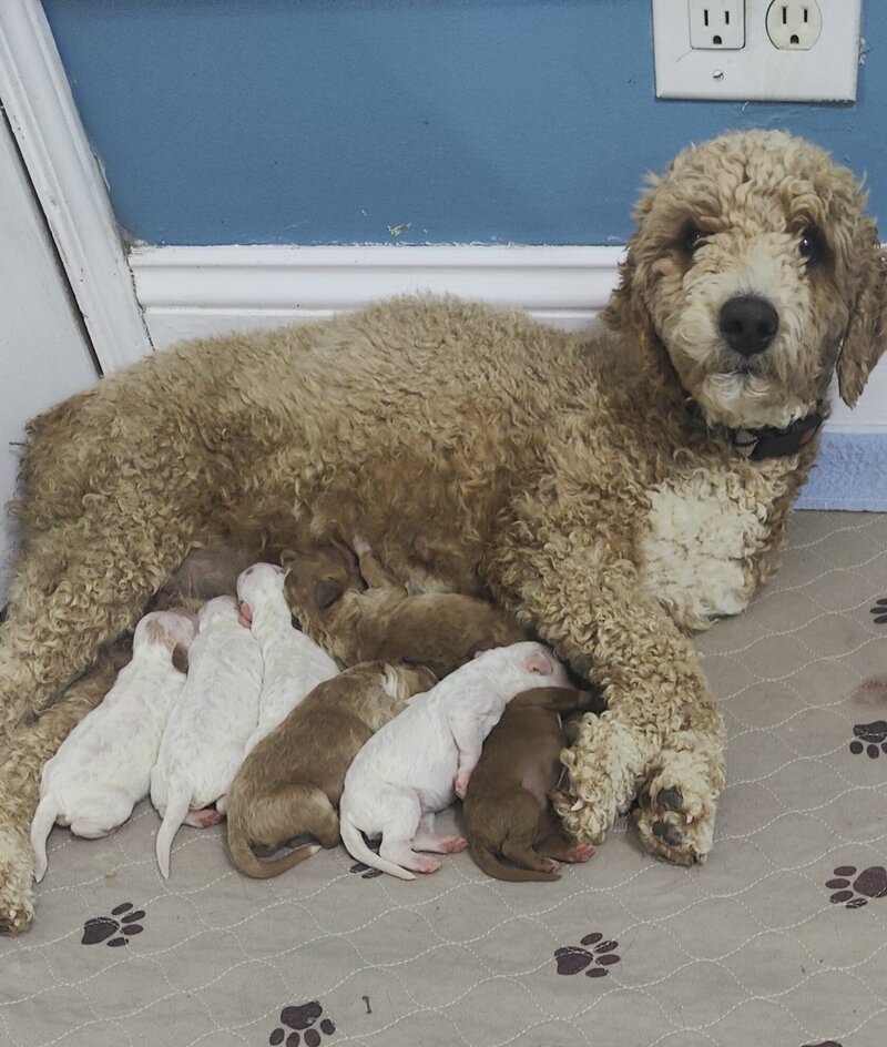 Mini Golden Doodles | Small Country Doodles