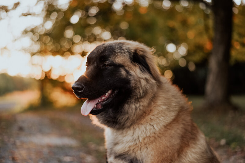 Are Estrela Mountain Dog The Most Intelligent Dogs