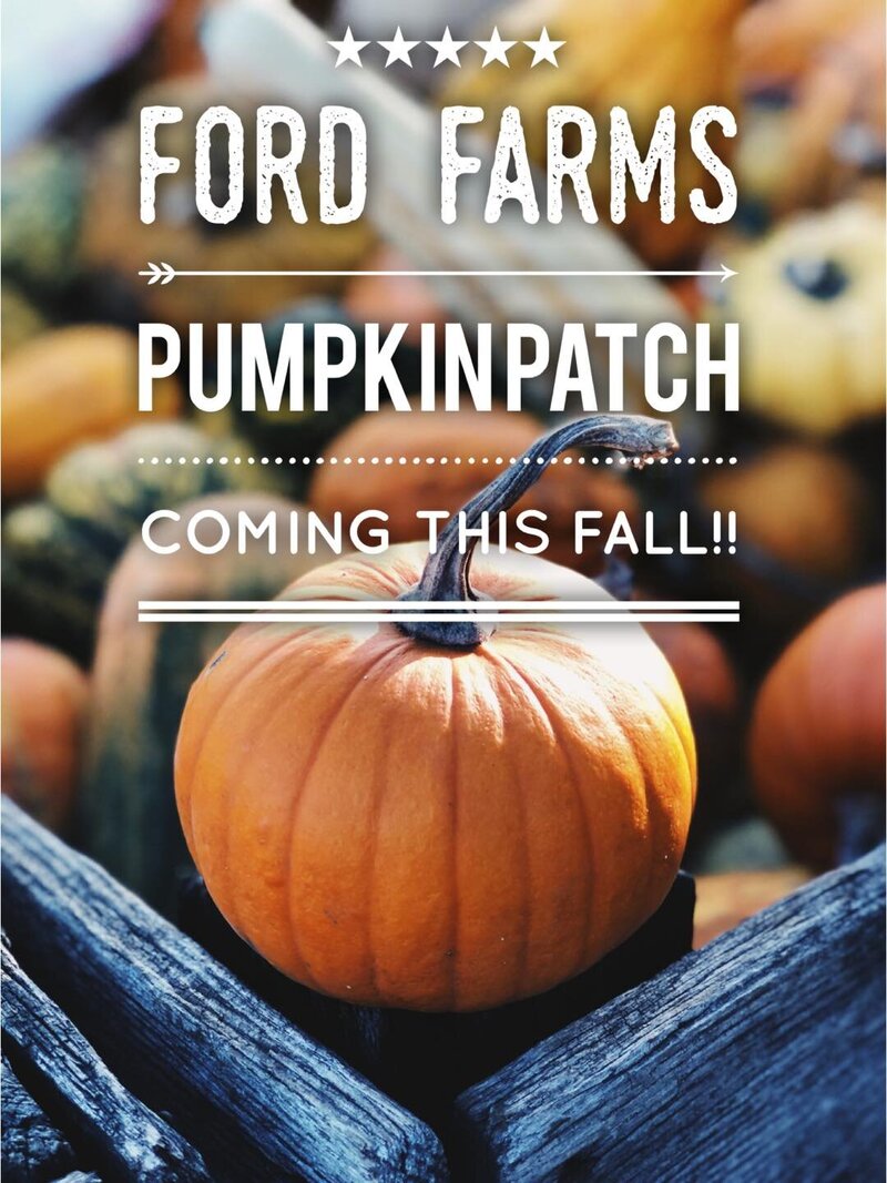 Home [myfordfarms.com]