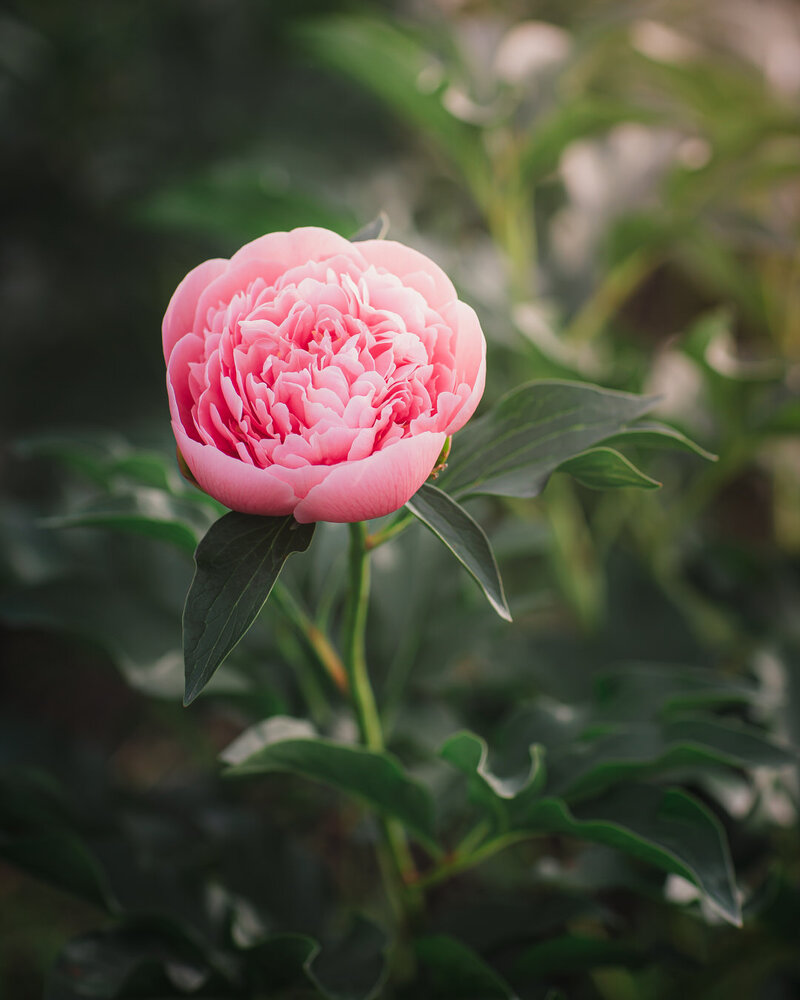 Flower Farmers Year
