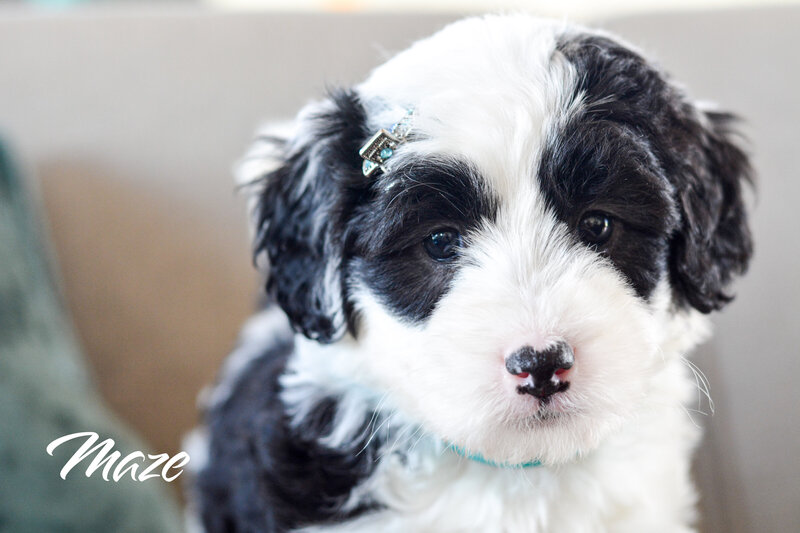 Mini Sheepadoodle Puppies