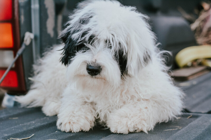 Available Mini and micro Sheepadoodle Puppies