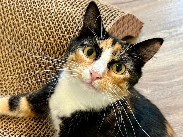 Fabled Farm Rescue & Sanctuary Adopt