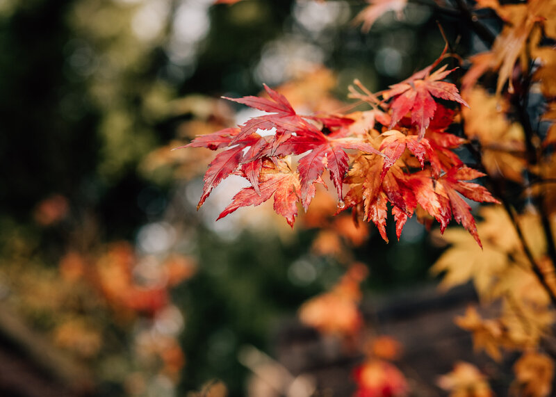 Click Love Grow - Learn How to Take Photos You Love