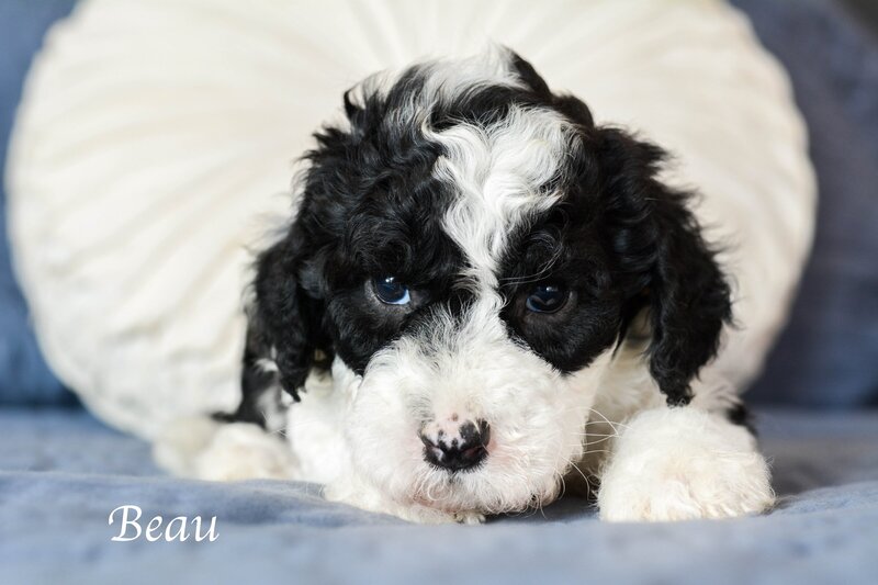 Available Mini and micro Sheepadoodle Puppies
