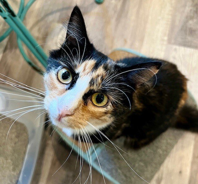 Fabled Farm Rescue & Sanctuary Adopt