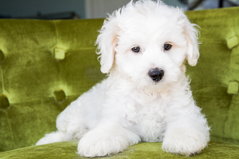 Available Mini and micro Sheepadoodle Puppies