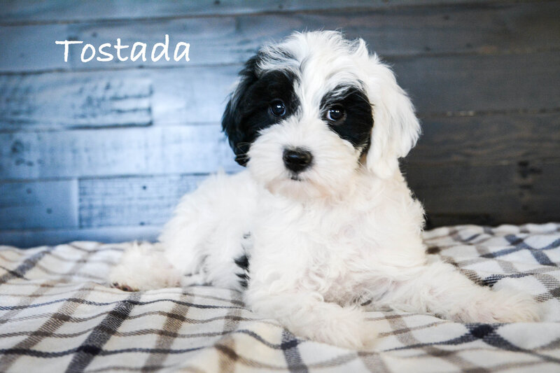 Available Mini and micro Sheepadoodle Puppies