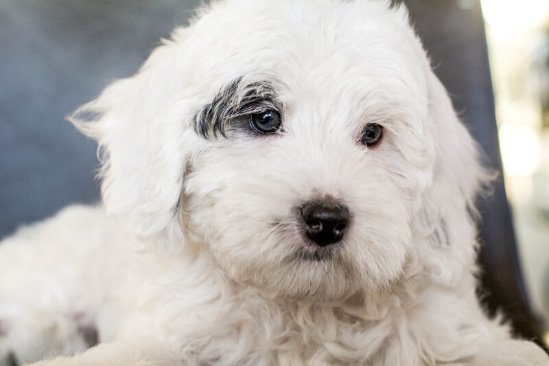 Available Mini and micro Sheepadoodle Puppies