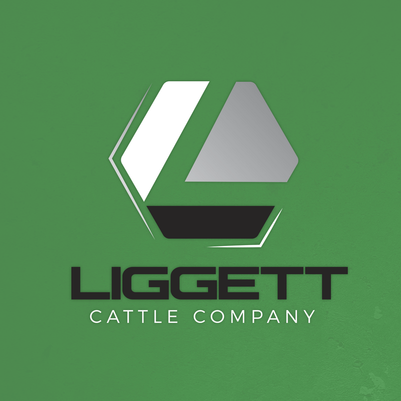 Melissa Photography & Design