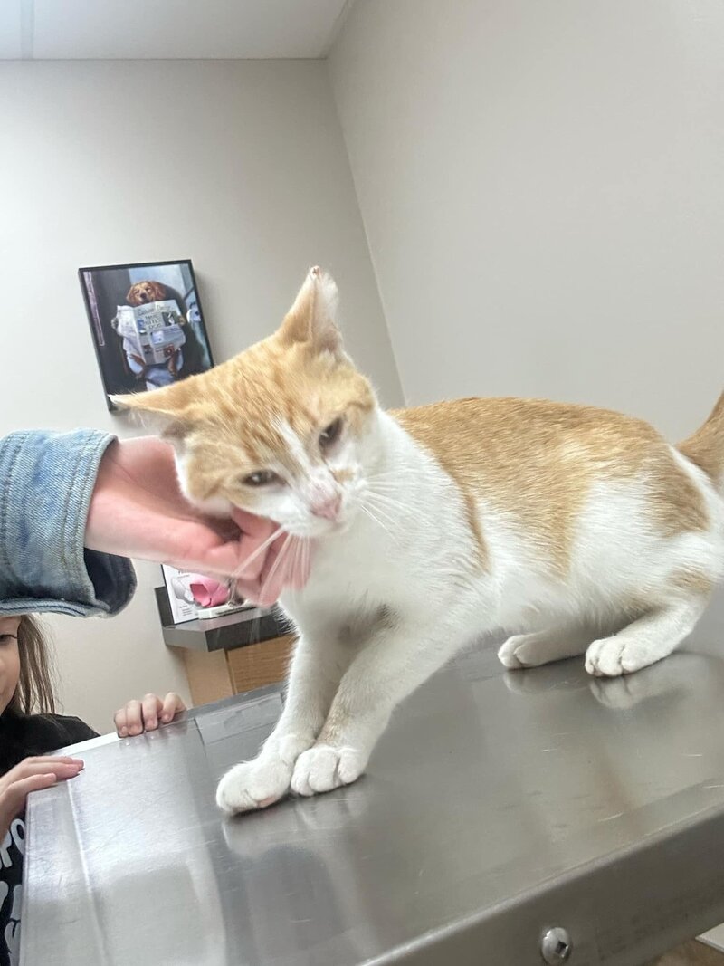 Fabled Farm Rescue & Sanctuary Adopt