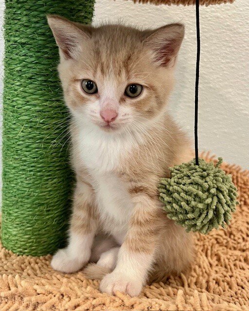 Fabled Farm Rescue & Sanctuary Adopt