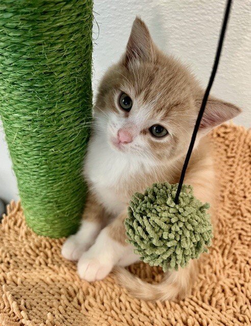 Fabled Farm Rescue & Sanctuary Adopt