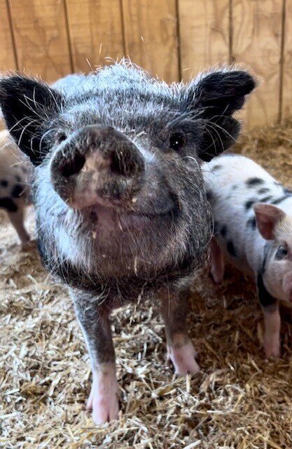 Fabled Farm Rescue & Sanctuary Home Page