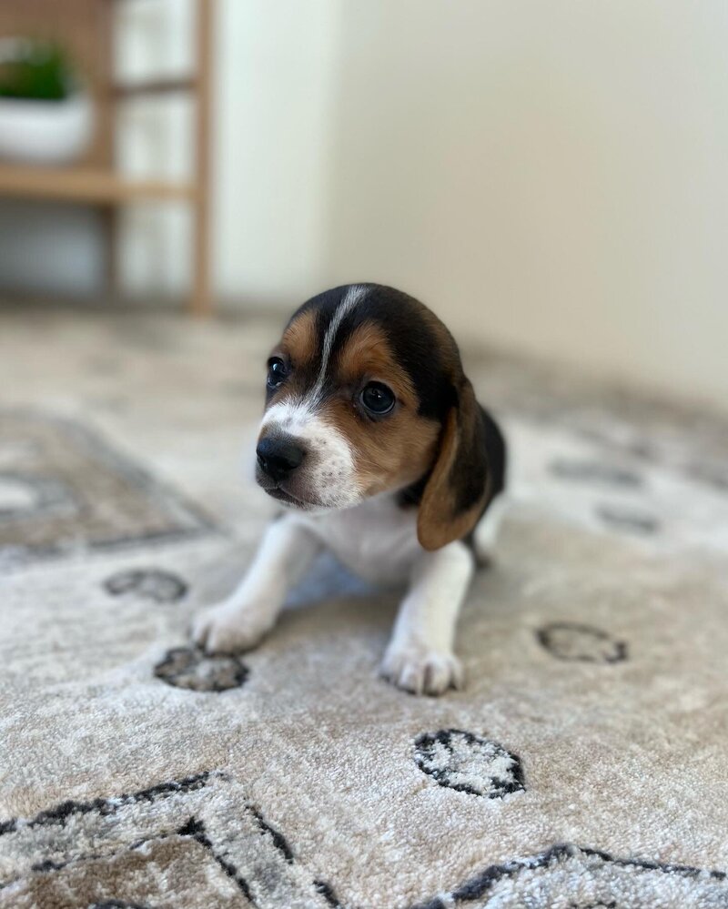 Pocket Beagle Puppies