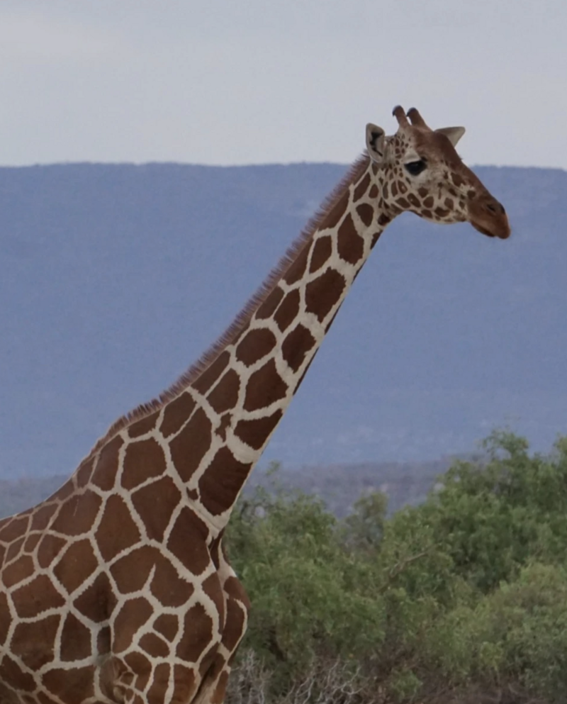 Kenya Luxury Safari Travel Guide